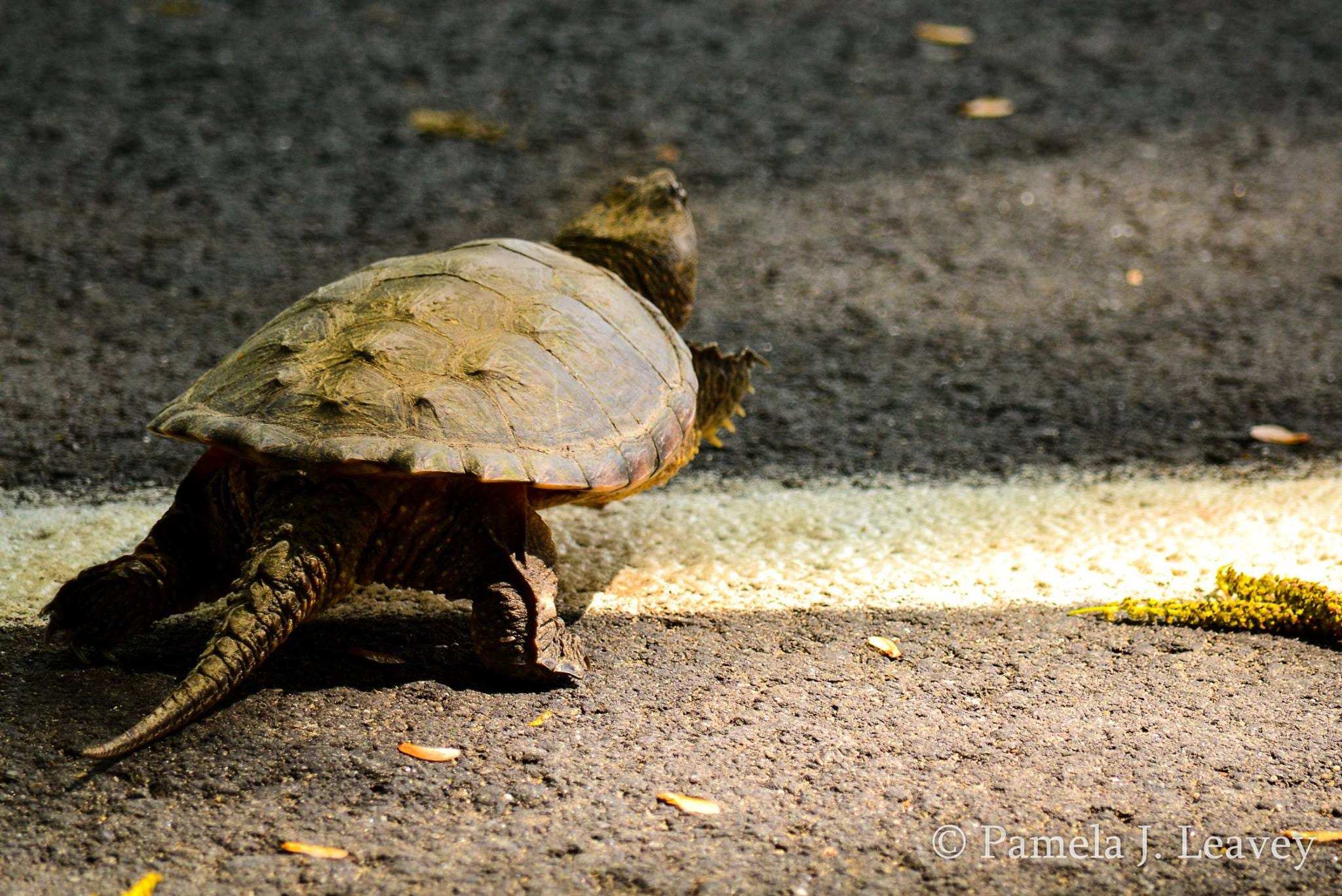 Photo Essay: Snappy the Turtle Goes on an Adventure...