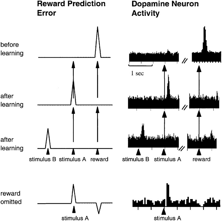 Dopamine: Everything you need to know - by Frazer Mawson