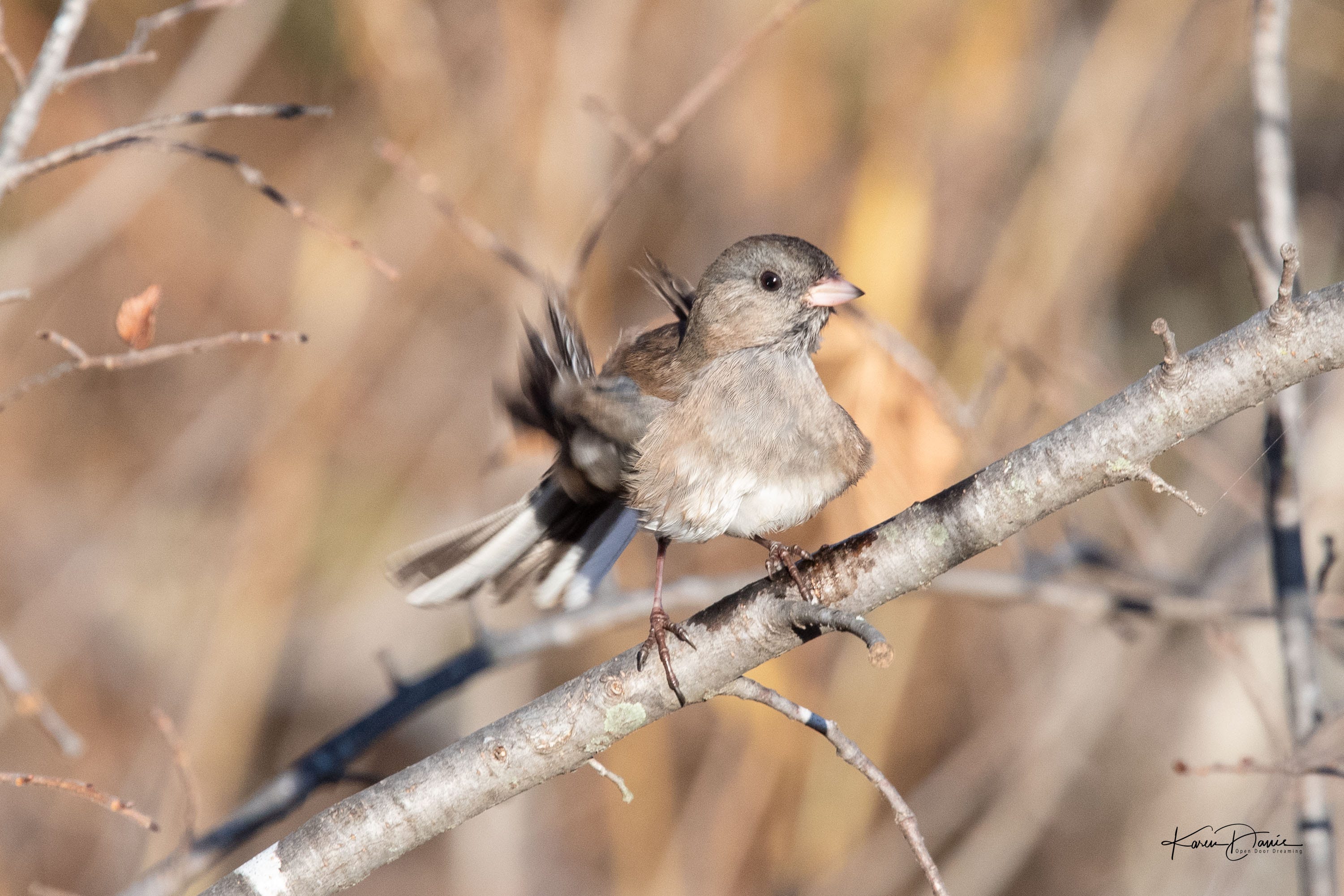 Drops of Beauty #158 - by Karen Davis