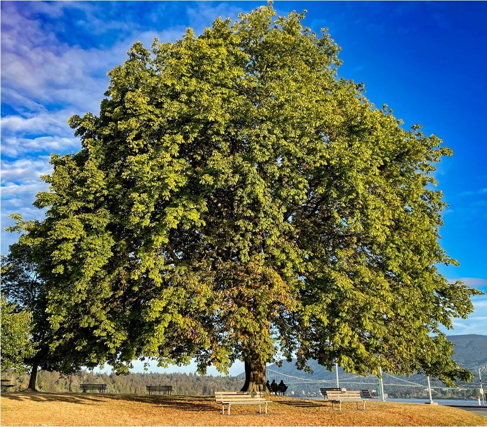 Trees and Clouds - The Trees Telling Stories Substack