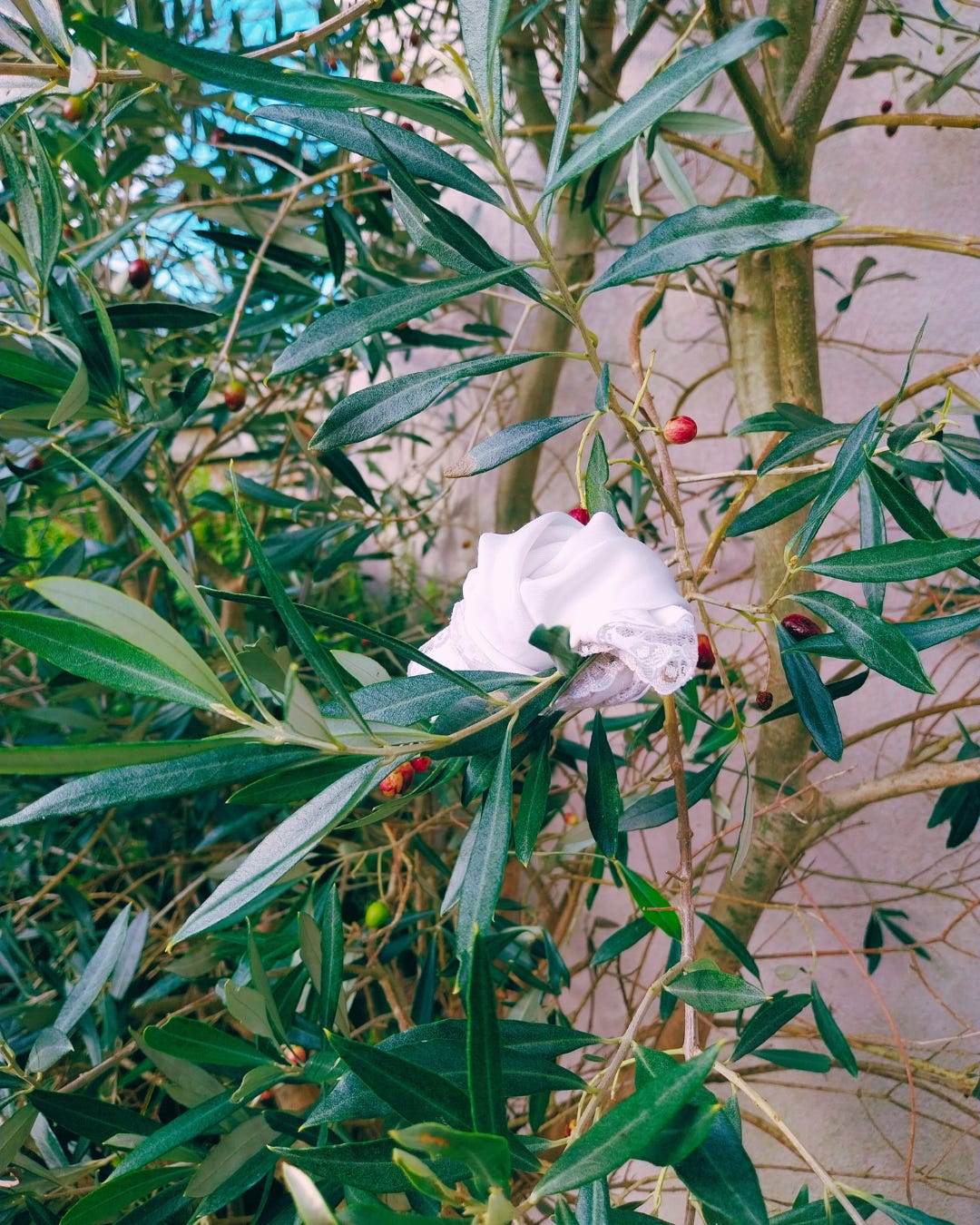 Brigid's Cloak: A Ritual for Imbolc - The Celtic Creatives