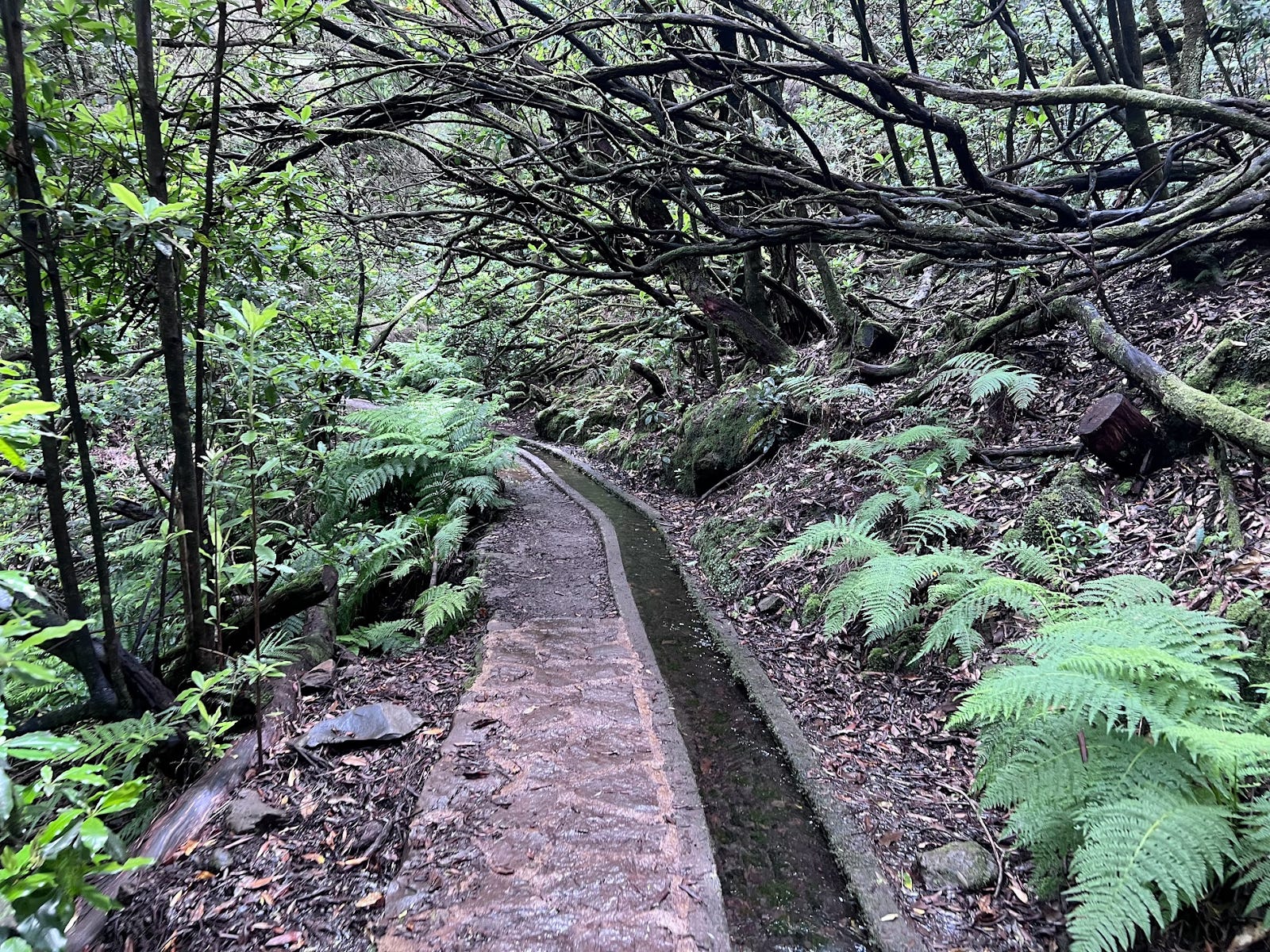 Ultra Skyrunning Madeira - by Michelle Merlis