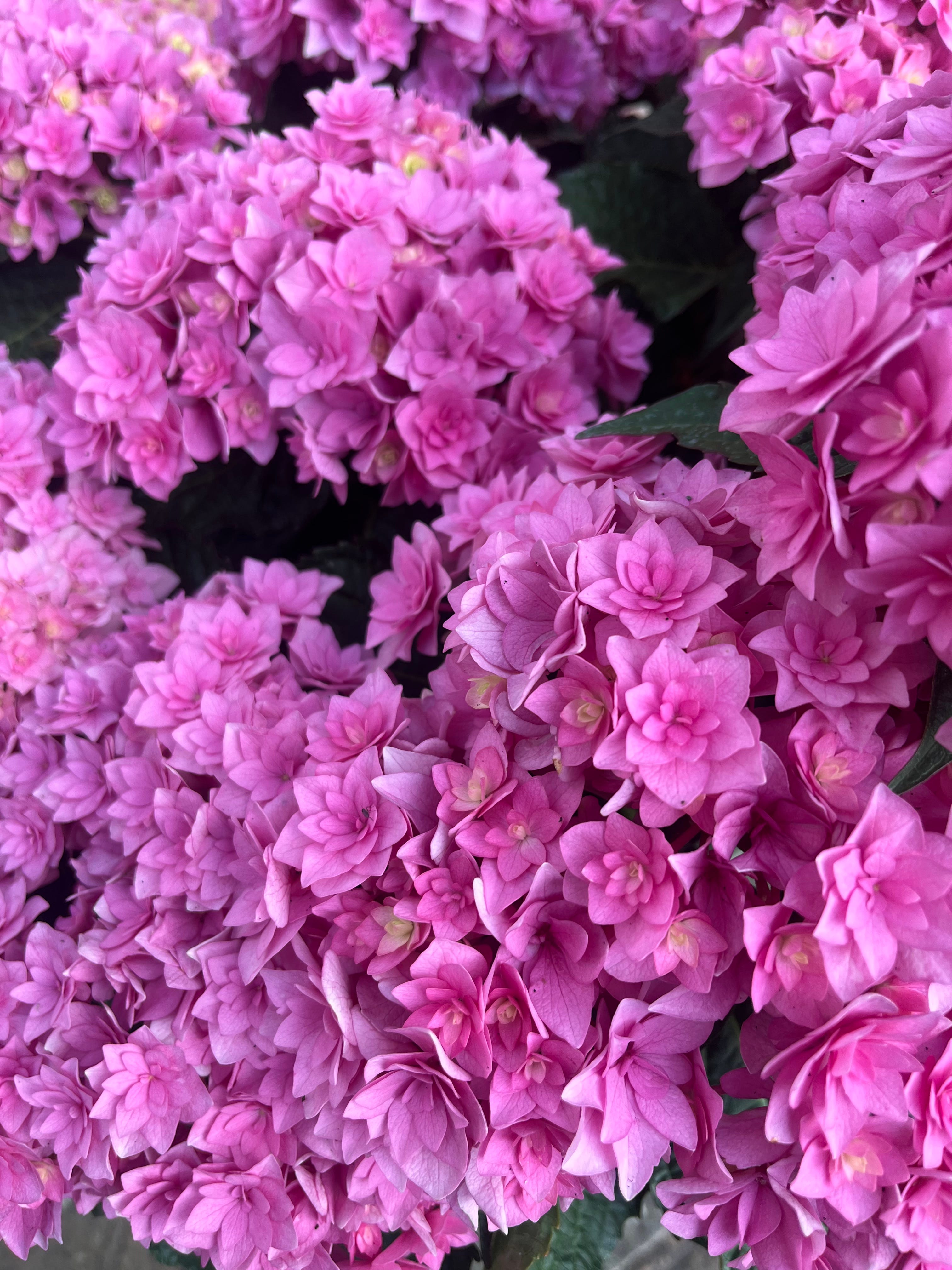 Nervous System Scan - Sleepylands