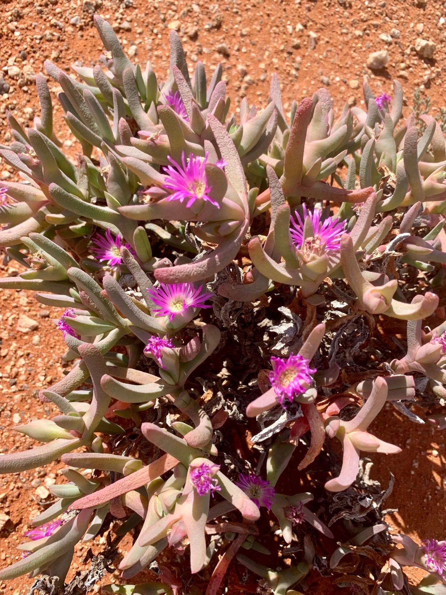Karkalla/Pigface - by J.P. - Bush Food Forager