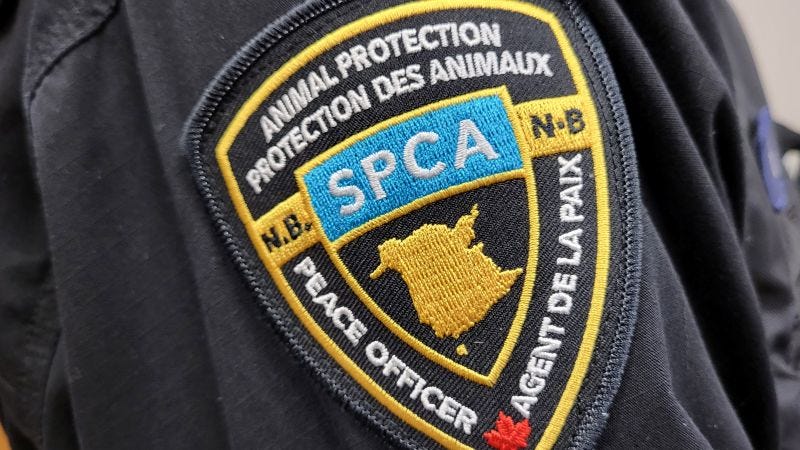 City woman accused of neglecting dog - by Don MacPherson