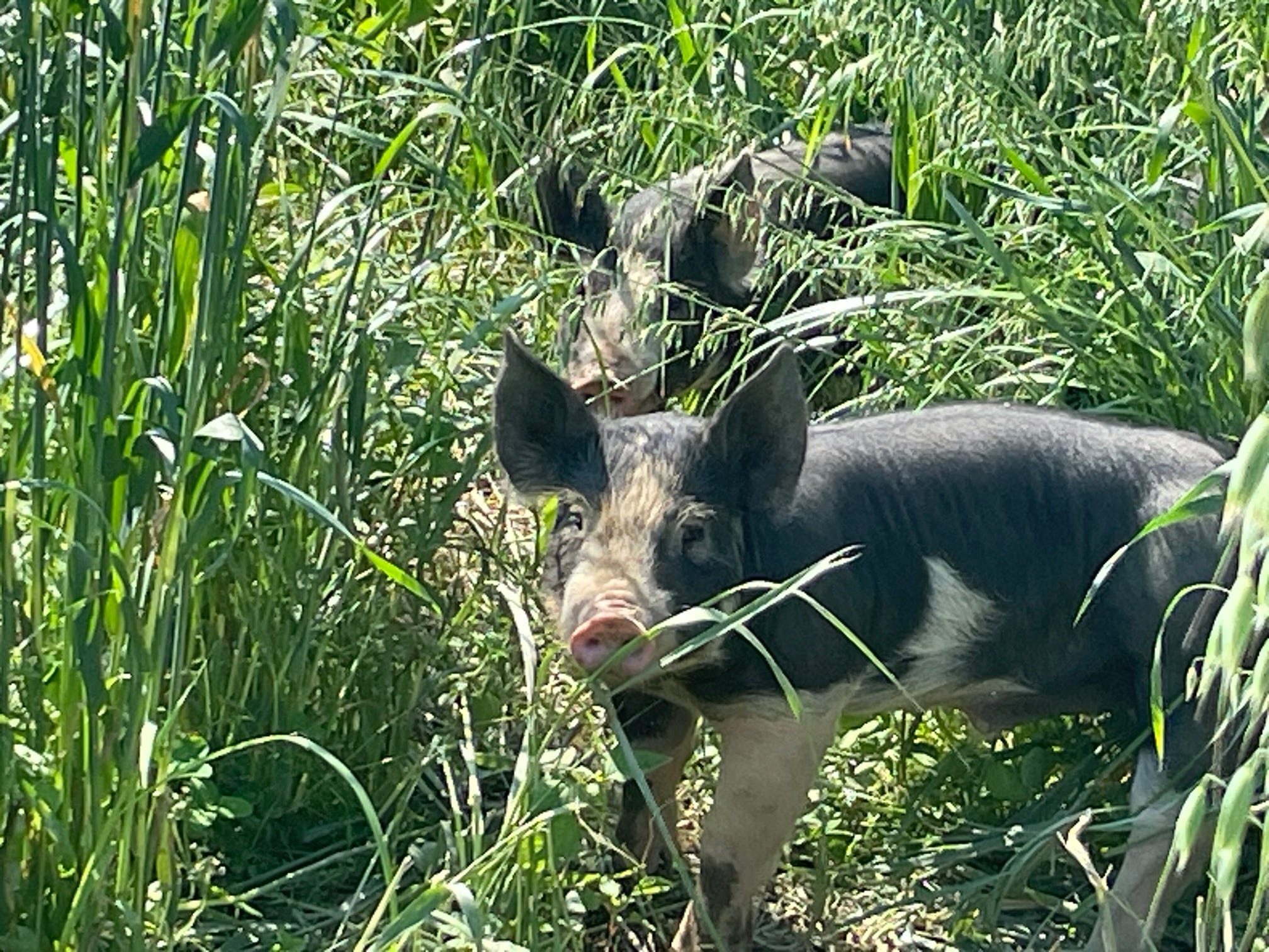 Tim’s got pigs again - by Seth Rolbein - A Cape Cod Voice