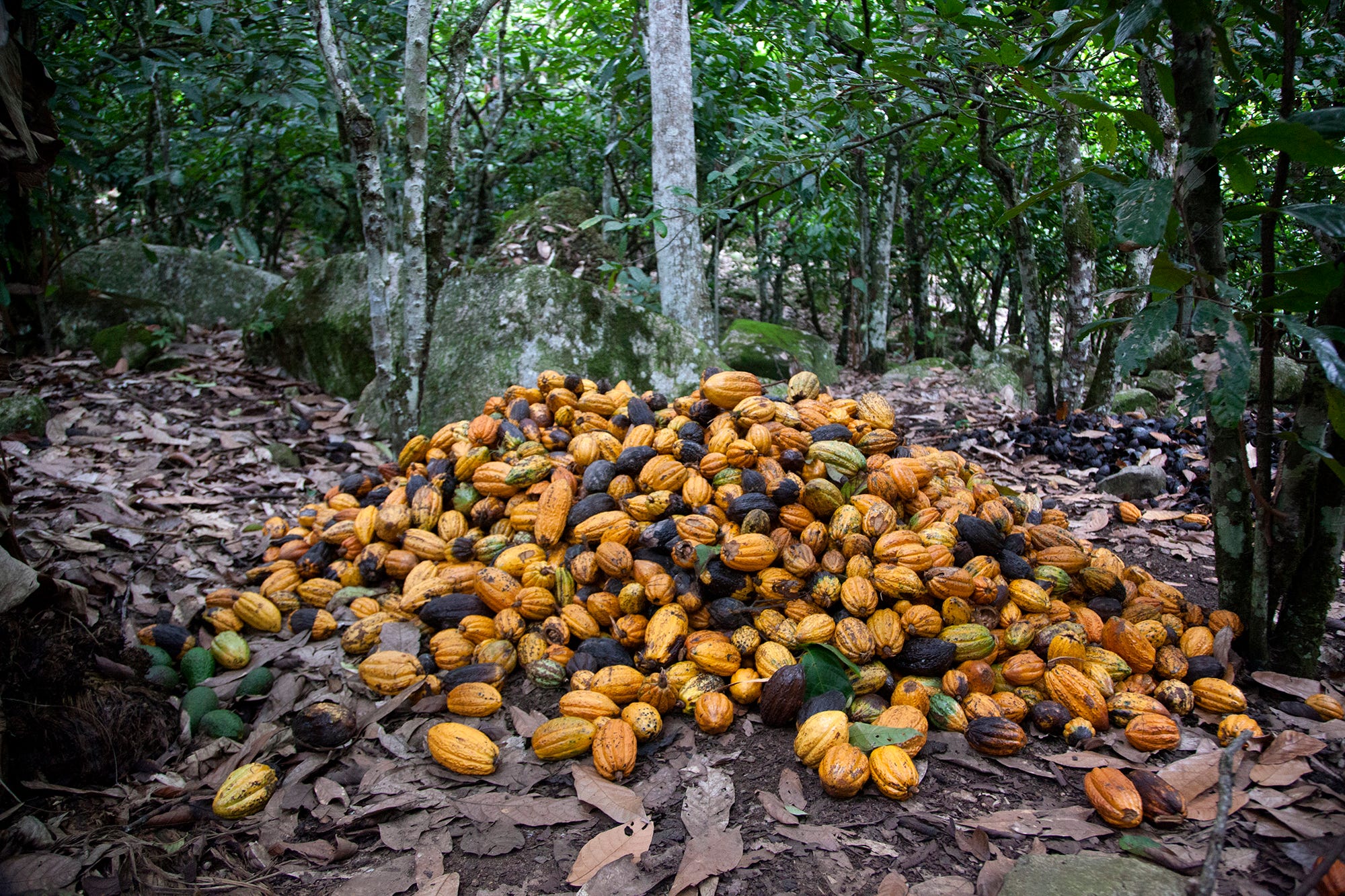 Photo Essay: Cacao Chuncho in La Convención, Peru