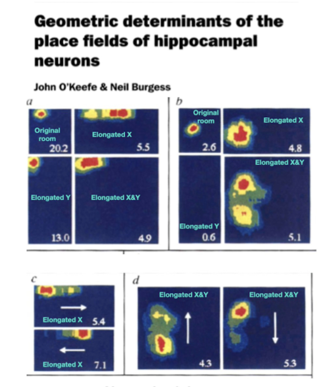 Space is a sensory-motor sequence in the hippocampus