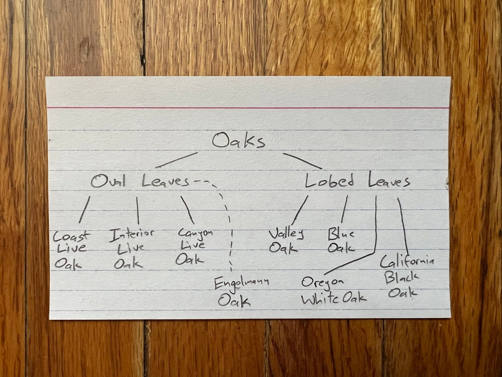 How to ID Eight Common SoCal Oak Trees