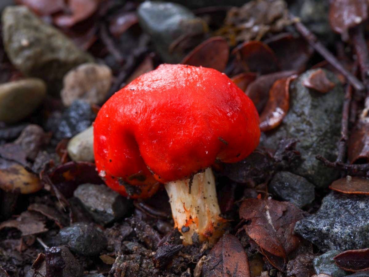 Unearthing the Colorful and Bizarre Pouch Fungi of New Zealand