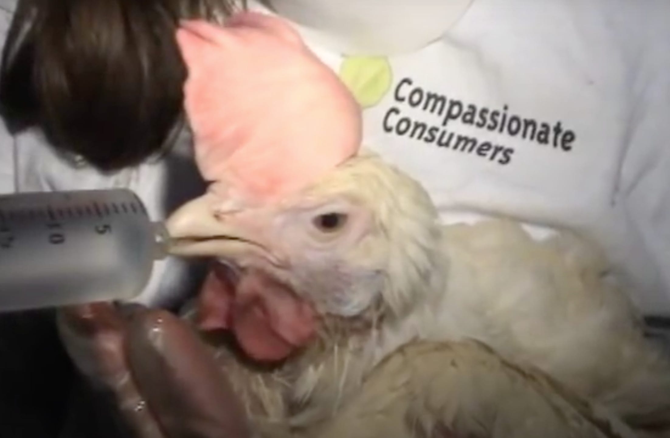 The Fight for the Right to Rescue Starts Now