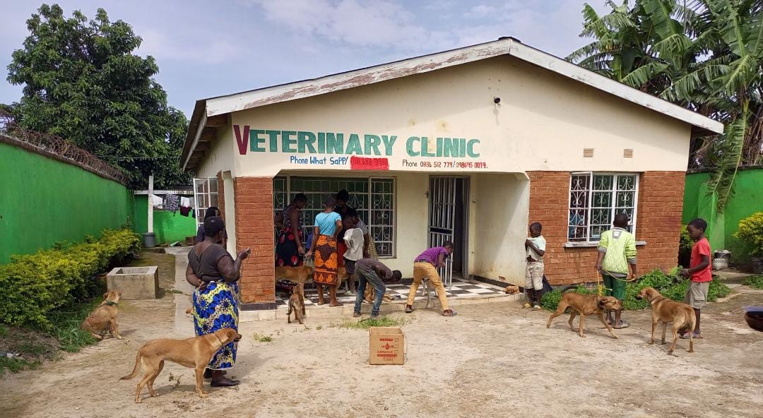 Successful Dog Vaccination and Castration Campaign in Northern Malawi
