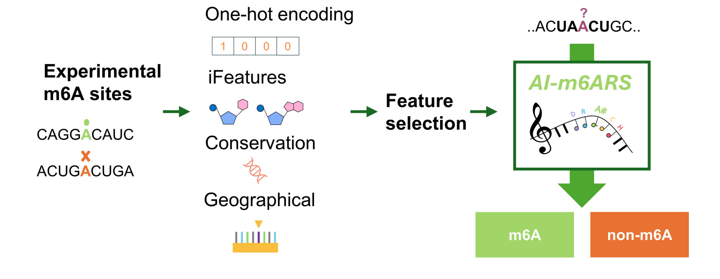 AI-m6ARS: Machine Learning-Driven m6A RNA Methylation Site Discovery