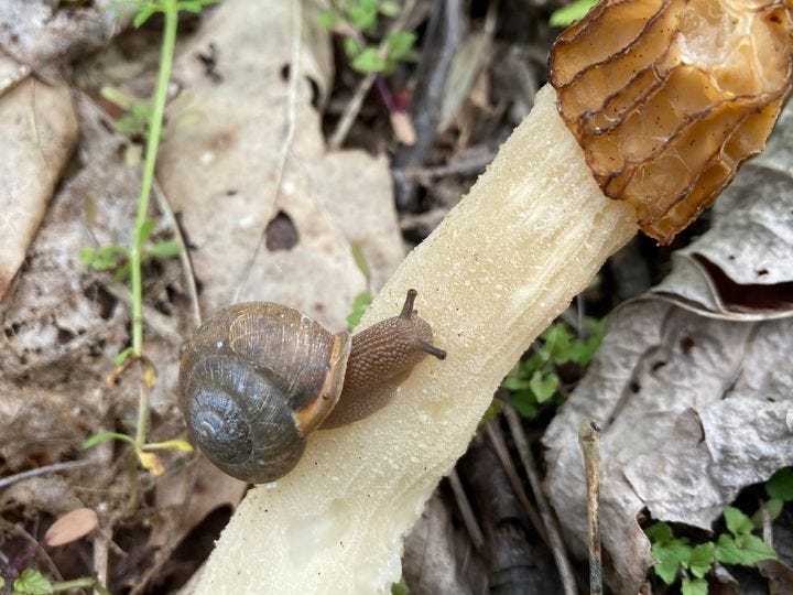 Missy Wilding | Substack