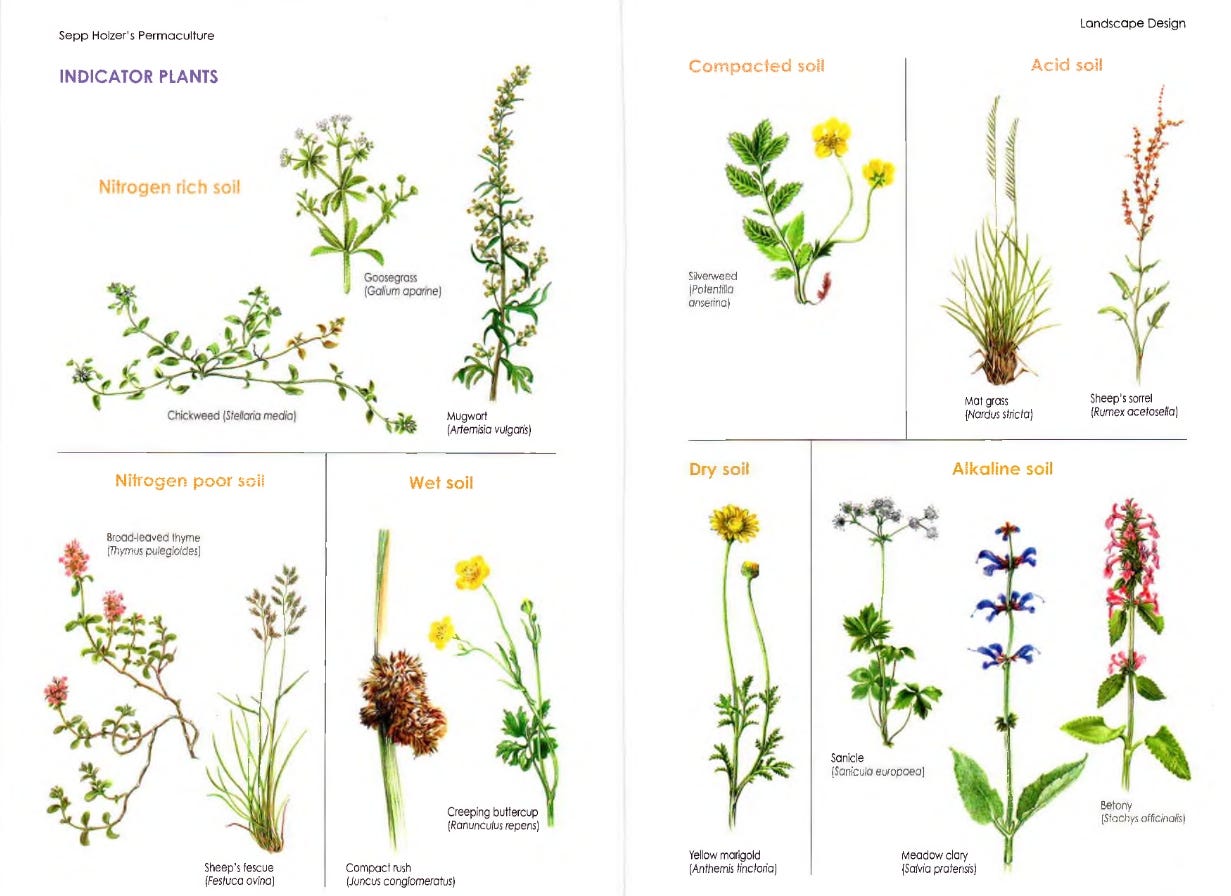Balkan Ecology Project : Unveiling Nature's Messengers: Indicator Plants