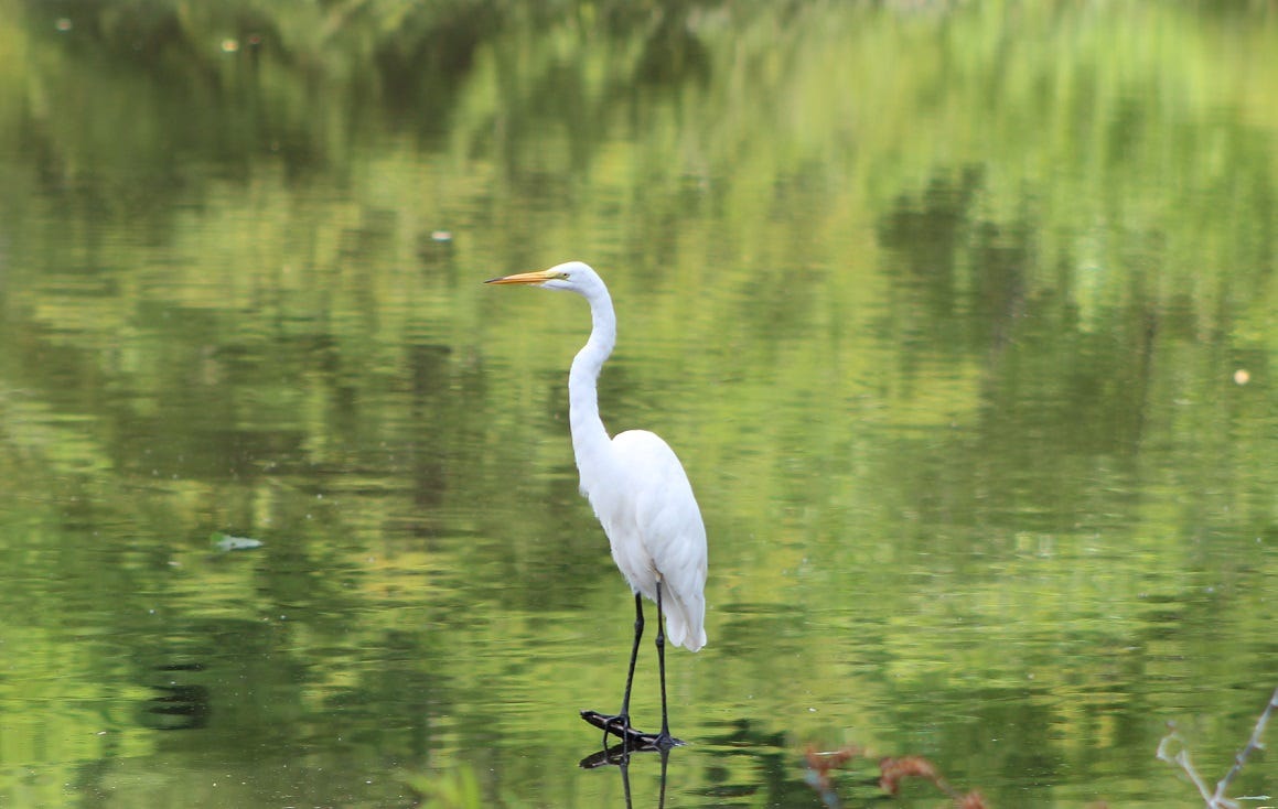 Nature Photography – The Beauty of Birds in Nature
