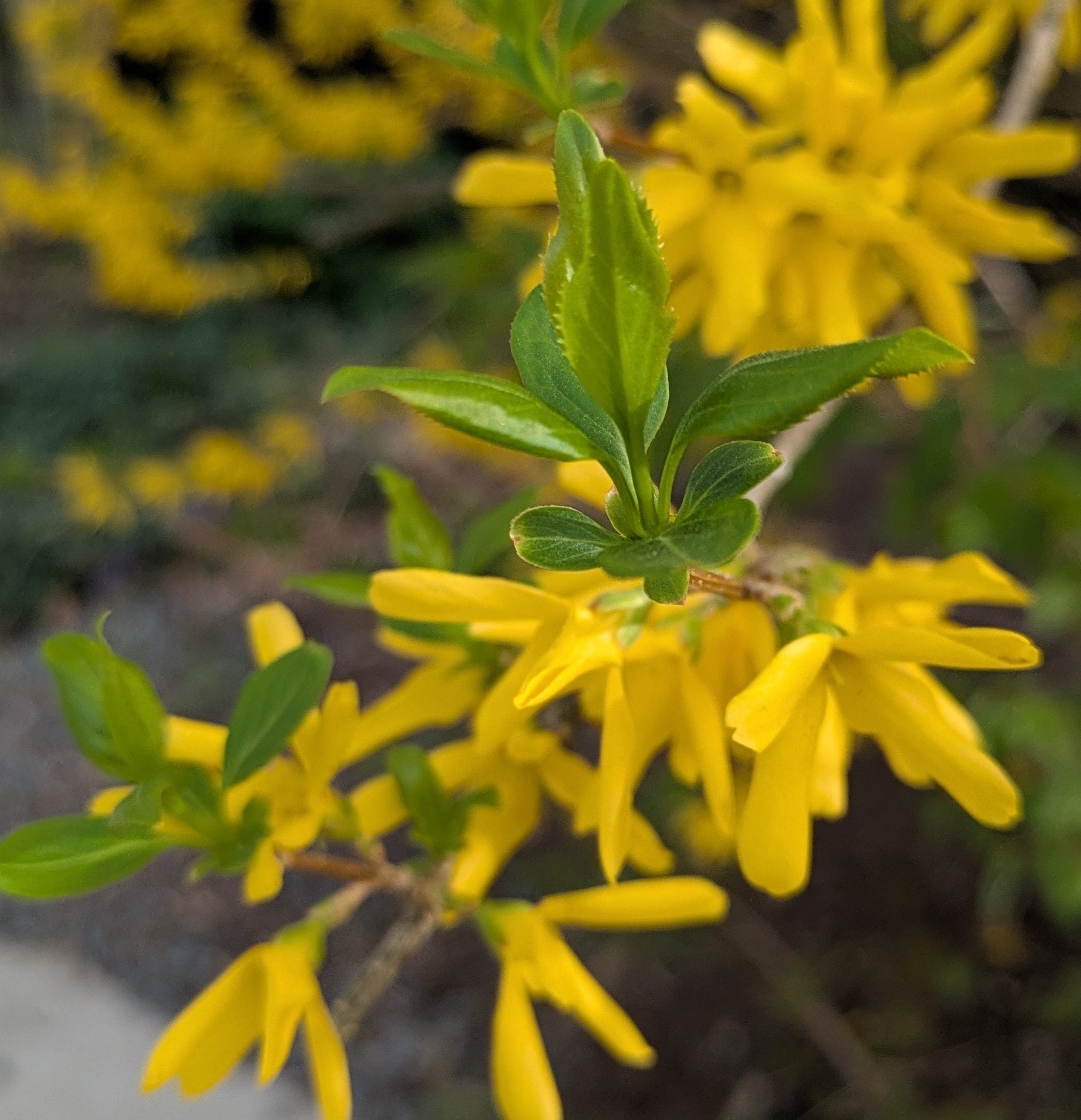 Nature's First Green is Gold - Rachel’s Substack