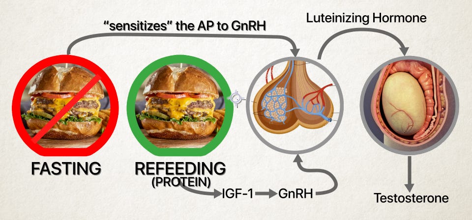 Why did Fasting Double my Testosterone?