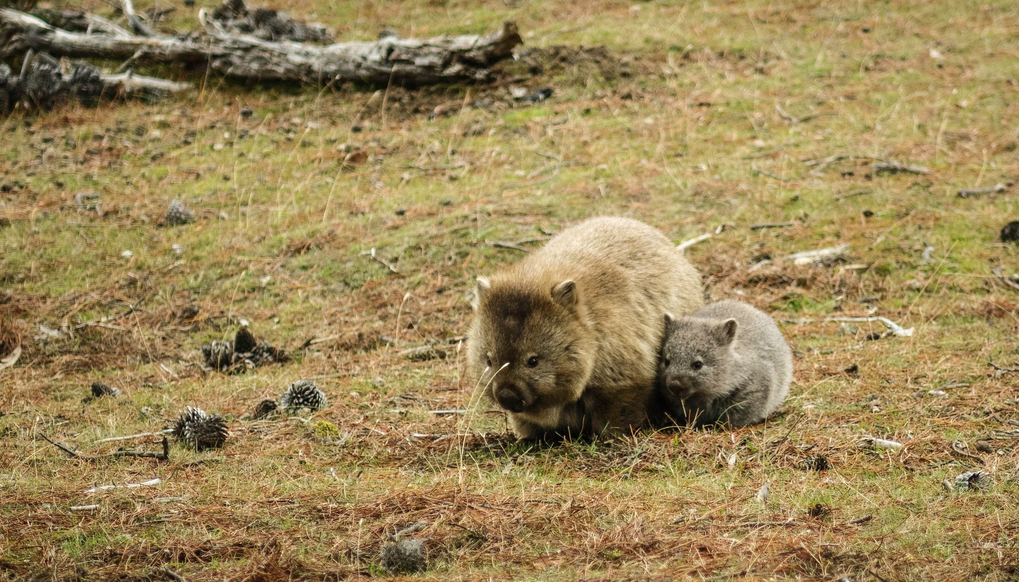 The Battlers' Prince - Kris’s Substack