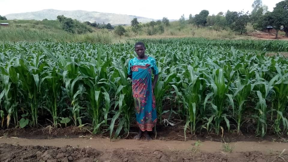Mtemaumo Irrigation Scheme: A Lifeline for Smallholder Farmers in ...