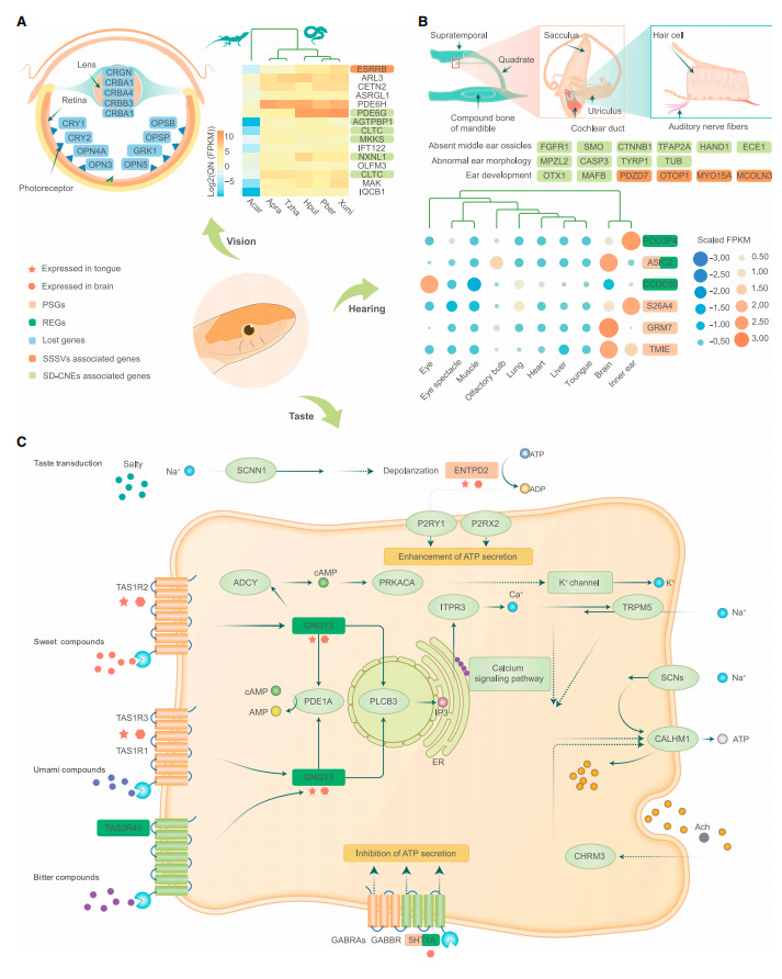 Did Snakes Once Have Feet? How Did They Lose Them?