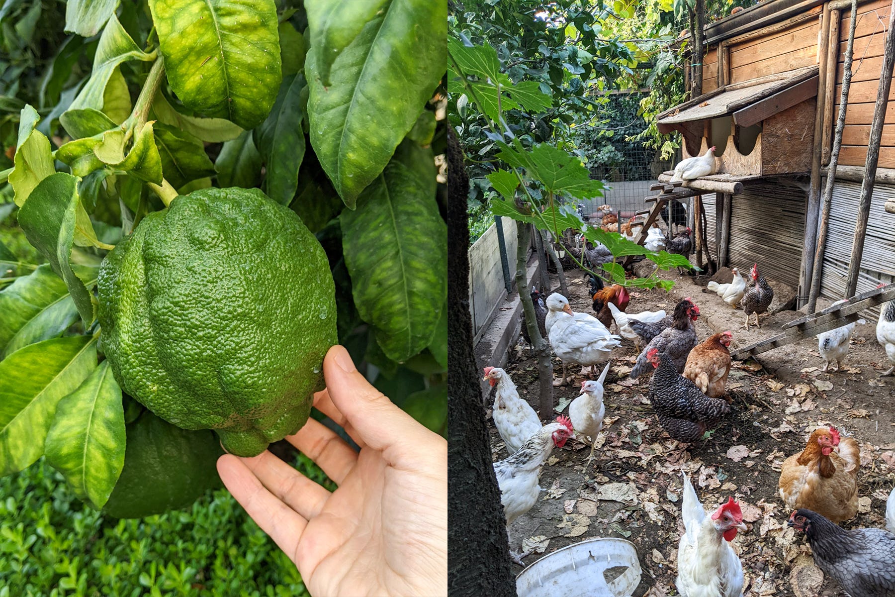Ricotta Apricot Almond Cake - by Audrey Le Goff