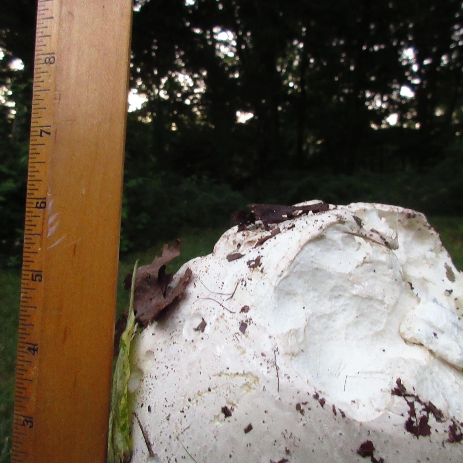 Baby Mushroom Skull Hunting - by Elliot Lessing