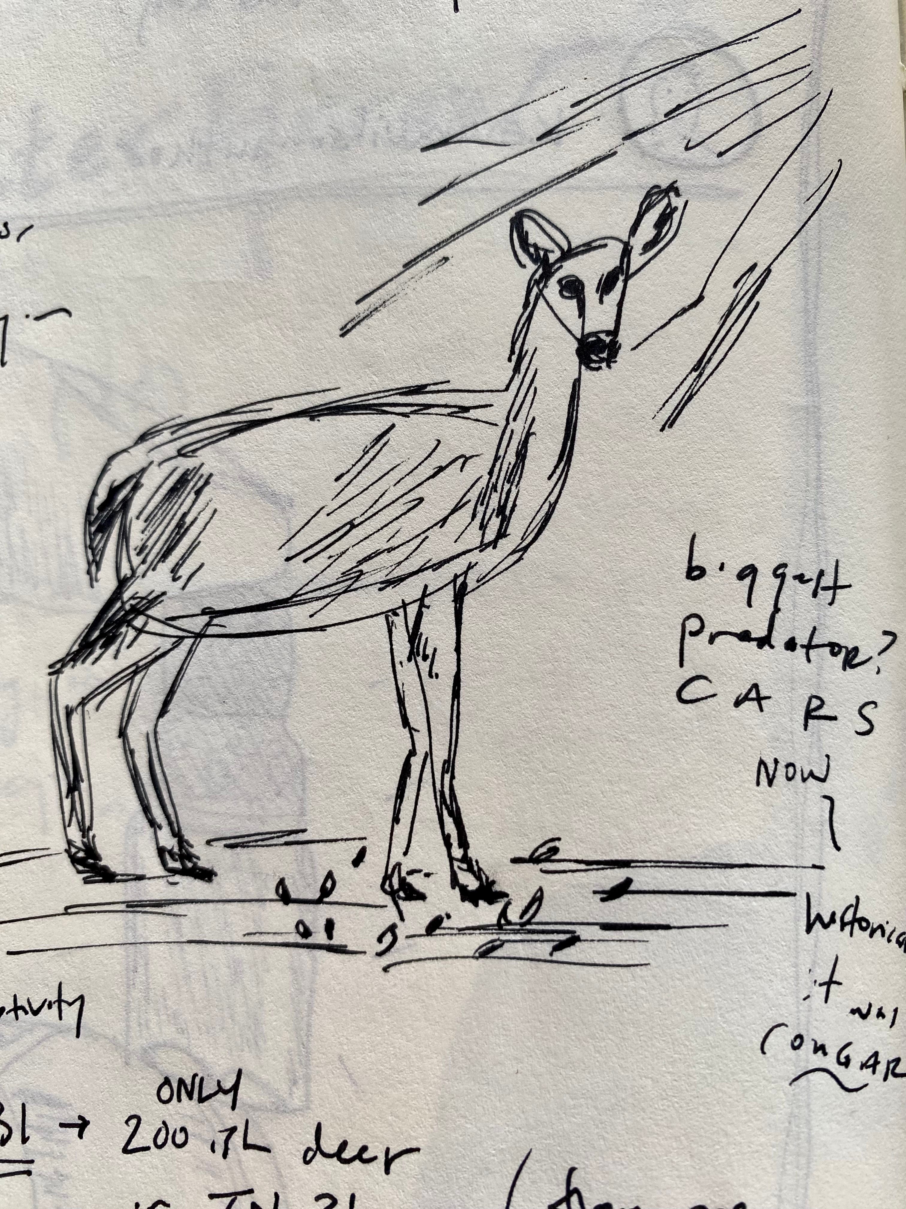 of deer and damselflies and robots - by Susannah Felts