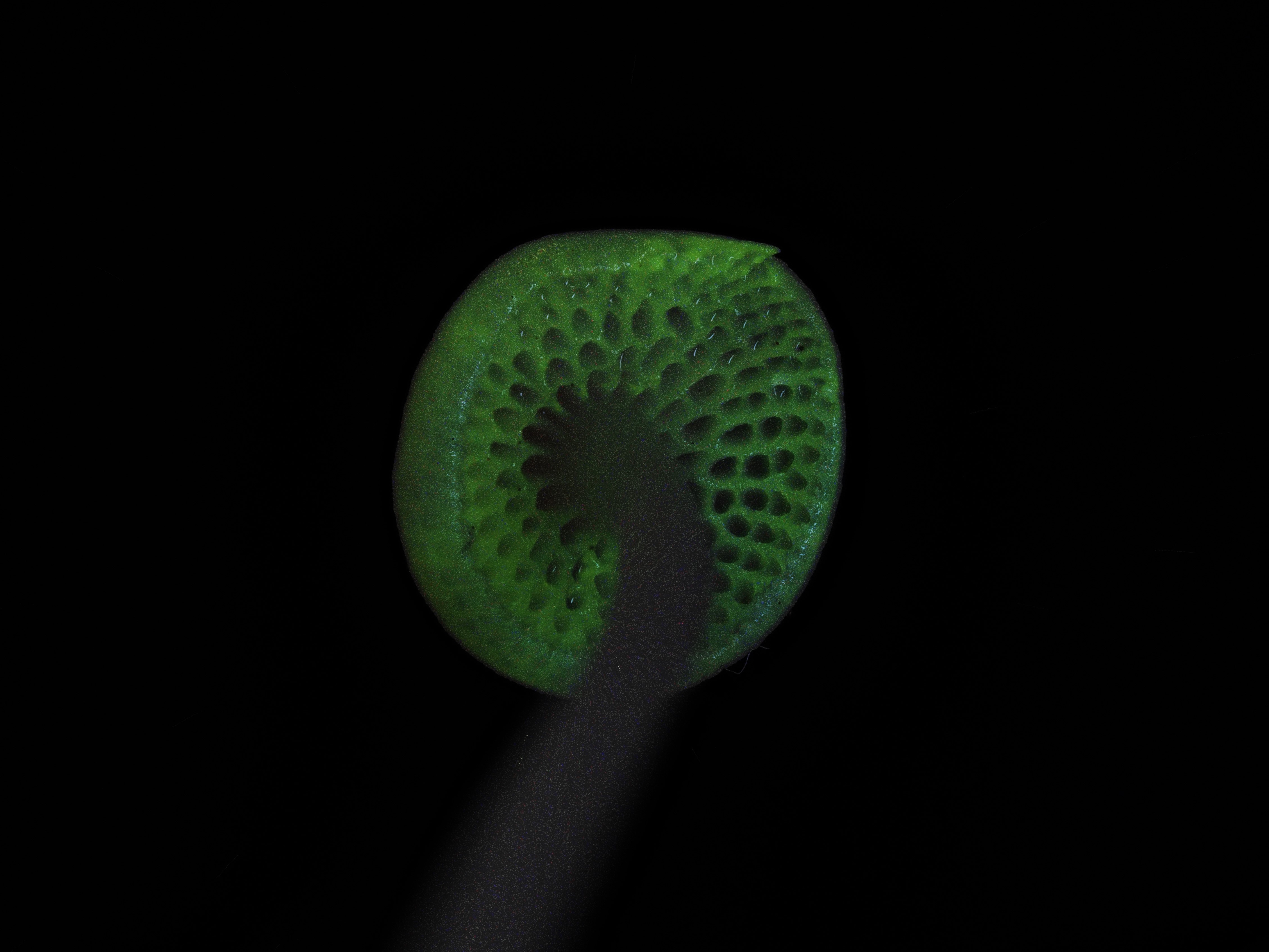 A Luminous Porecap and Other Fungi in Kuala Lumpur