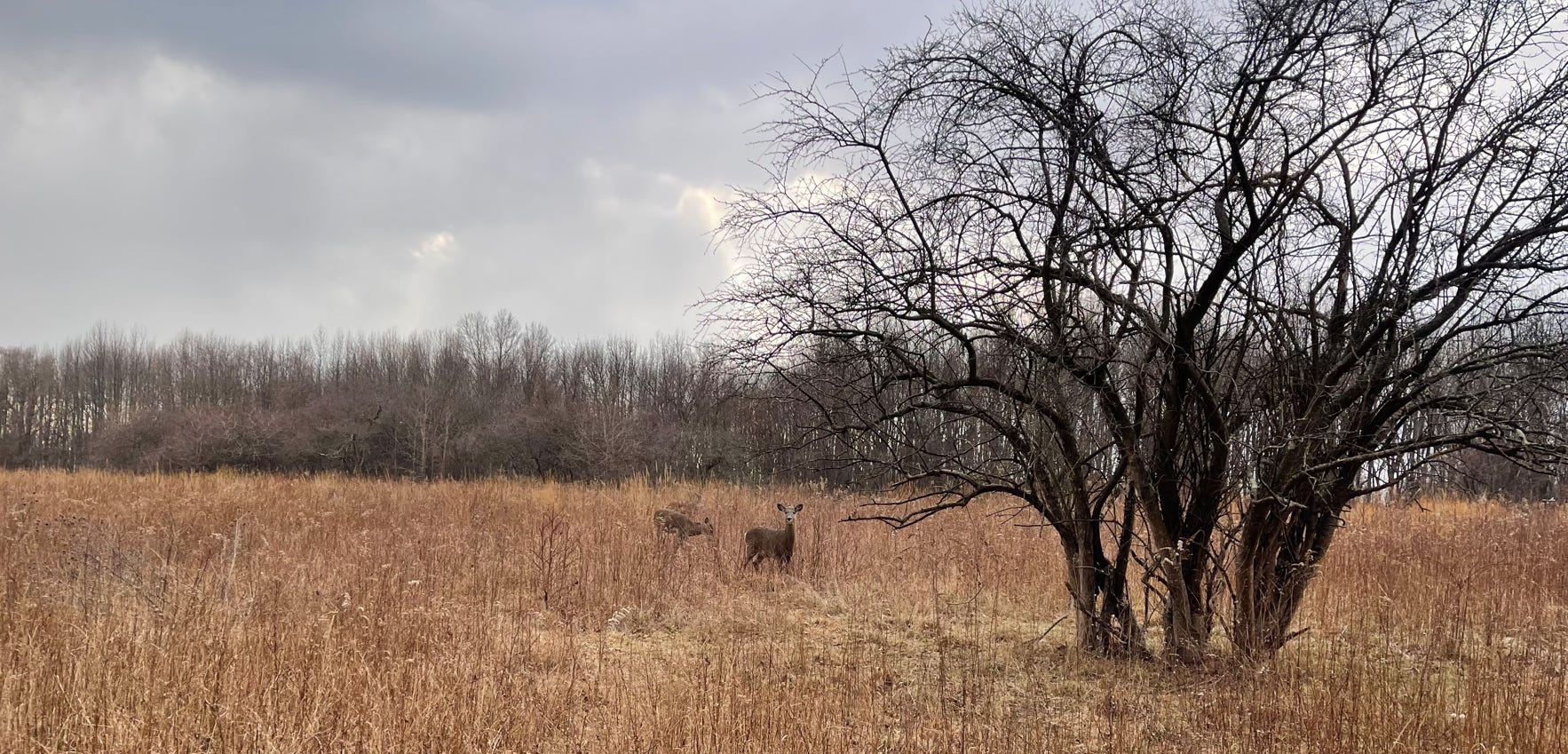 M&Ms: Lessons From Layoffs - by Louie Bacaj