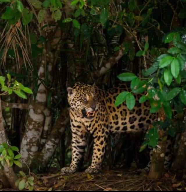 Getting started with ??? - by Jugula 🐆 - 🐆 Substack