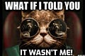bad cattitude | el gato malo | Substack