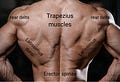 Targeting Specific Back Muscles - by Nolan Vannata