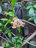 Wonga Wonga vine - by Kat Pearson - Girl in the Green