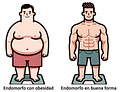 Guía Completa del Cuerpo Endomorfo: Dieta, Entrenamiento y Consejos ...