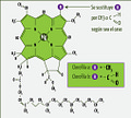 Química de la Clorofila - by Rafael B