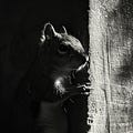 Blind Squirrel Macro | The Blind Squirrel | Substack