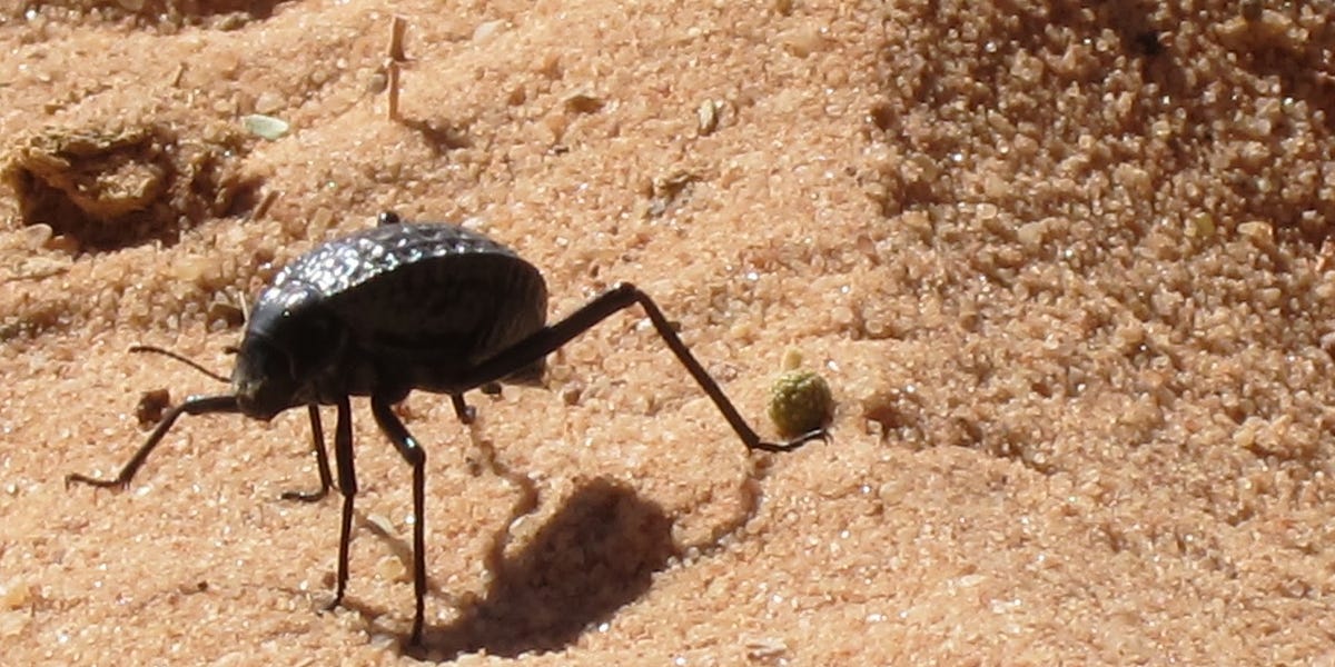 Writers are Parasites - by Anat Deracine - Deracinated