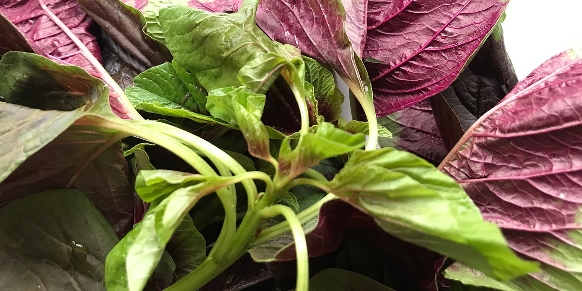 Amaranth greens - Chinese spinach for bone health