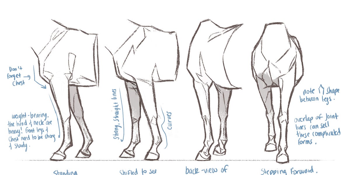 how to draw a horse proportions