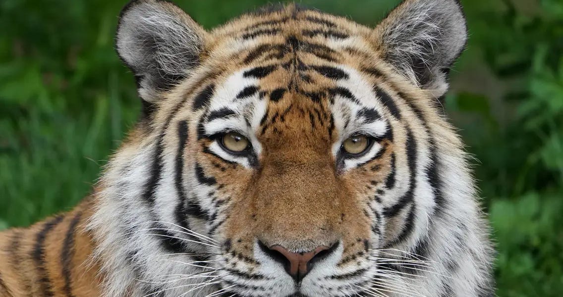 Daily Plan 1.7.25 - by Tic Toc Trading