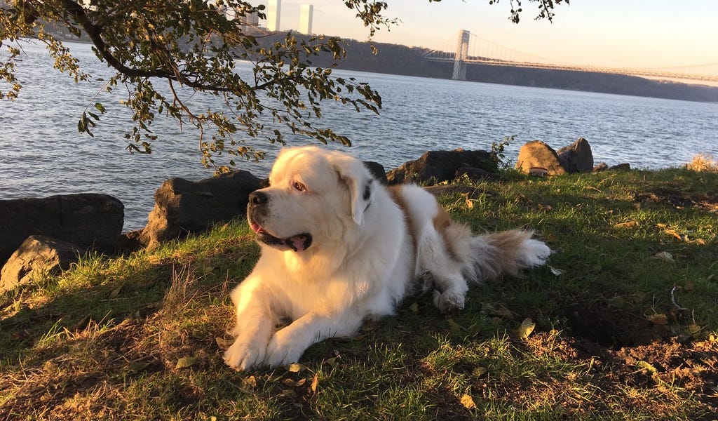 Essay: Species of Grief - The Unspeakable with Meghan Daum