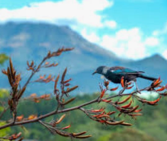 Thanks, Folks: Mountain Tūī Hits A Milestone