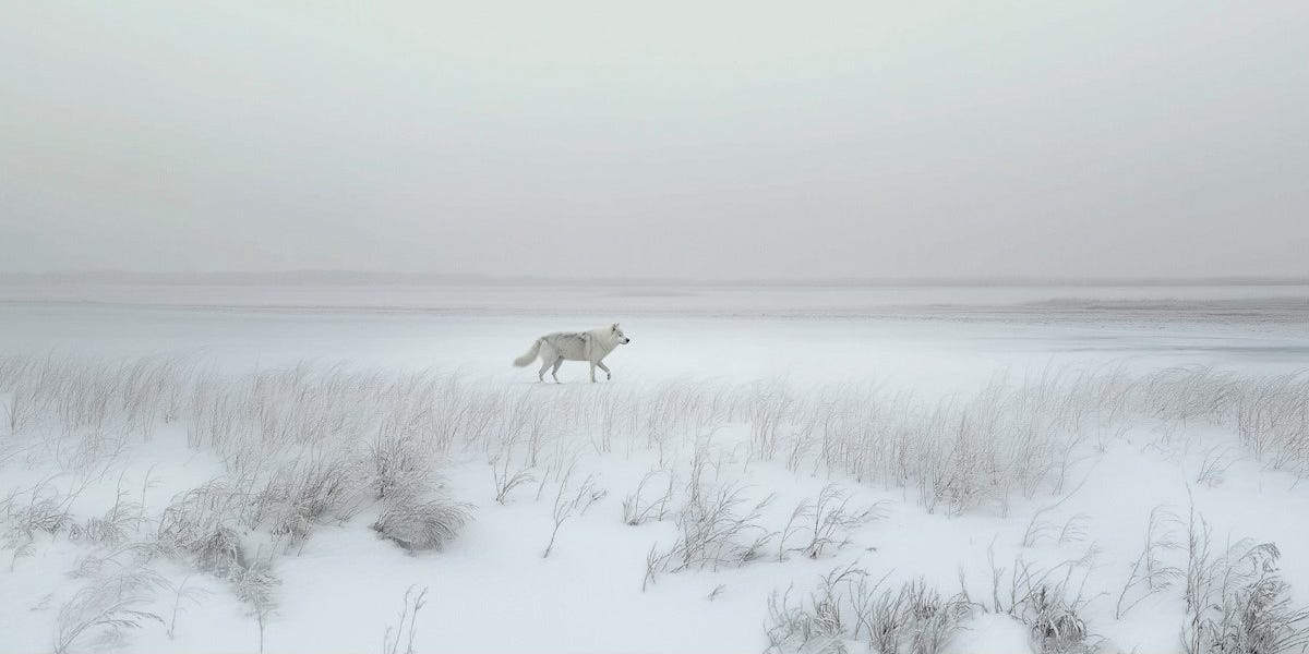 God, Science, and Resurrected Wolves.