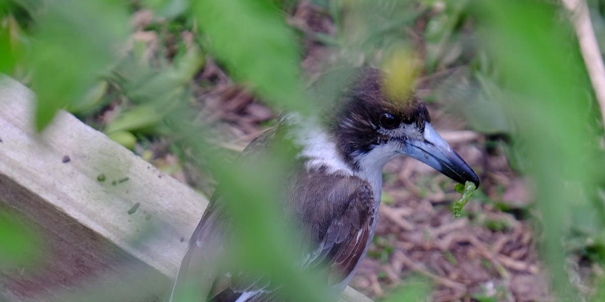 Sing us a song - by Kat Pearson - Girl in the Green