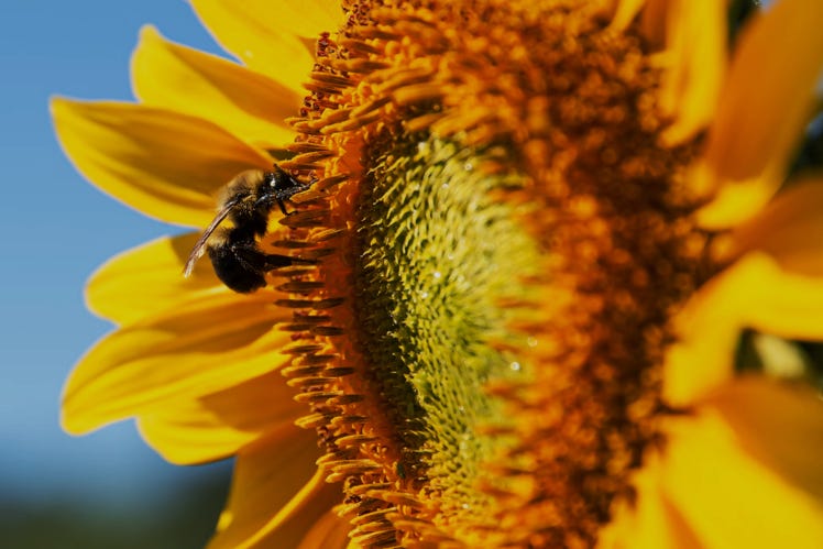 The Angels' Advocate - by Rocco Jarman - The Doom Scroll