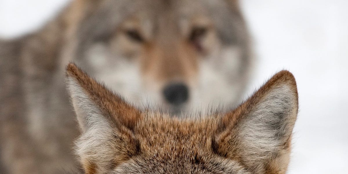 Elizabeth Cady Coyote - by Alan Stark - Mountain Passages