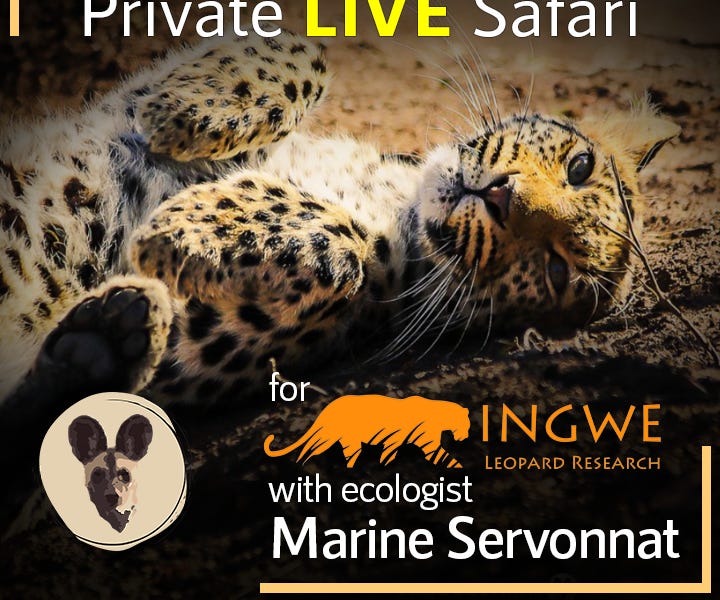 Exploring South African wilderness: two exciting safari adventures!