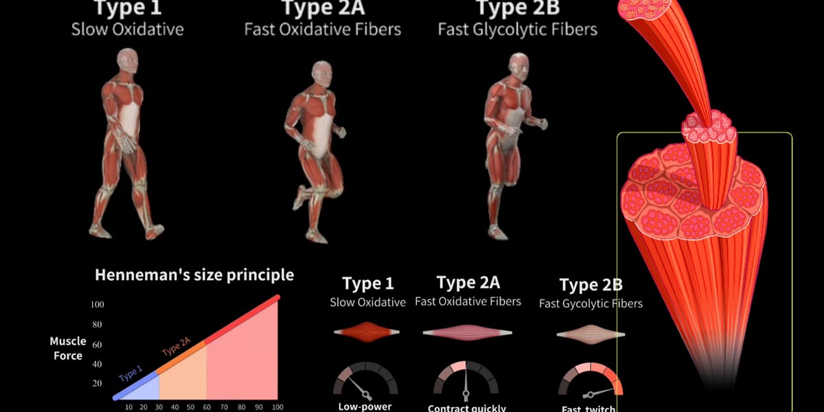 Muscle fiber types explained simply - by Coach Castle
