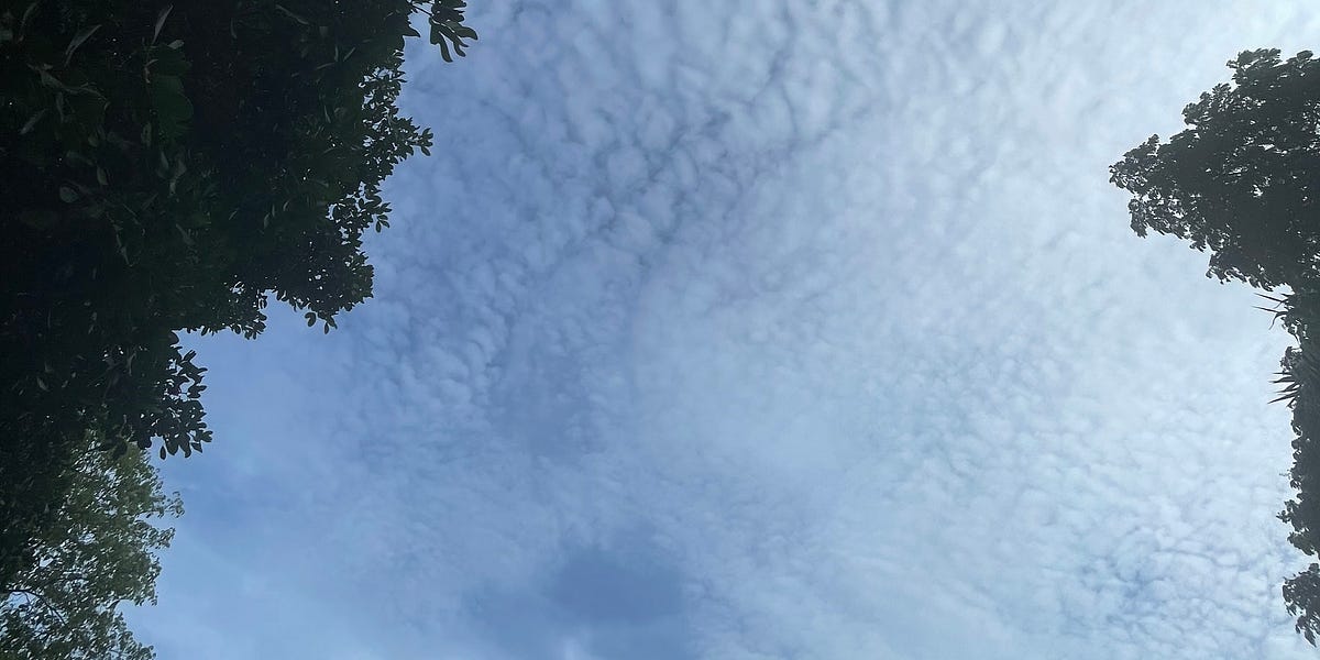 Head spinning - by Emma Lewis - Petchary on Substack